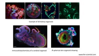 2D & 3D cell cultures | PPTX