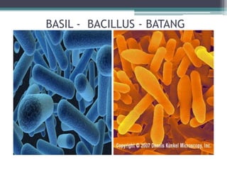 2 DASAR-DASAR BAKTERIOLOGI DAN MIKROBIOLOGI.pptx