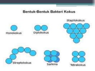 2 DASAR-DASAR BAKTERIOLOGI DAN MIKROBIOLOGI.pptx