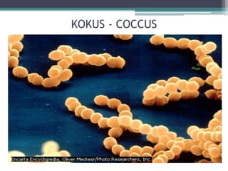 2 DASAR-DASAR BAKTERIOLOGI DAN MIKROBIOLOGI.pptx
