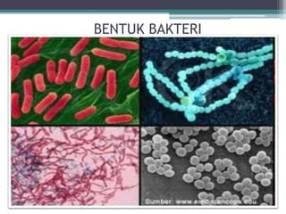2 DASAR-DASAR BAKTERIOLOGI DAN MIKROBIOLOGI.pptx