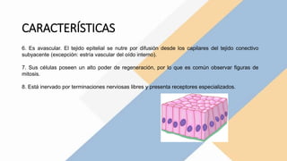 HISTOLOGIA BASICA DEL TEJIDO EPITELIAL.pptx