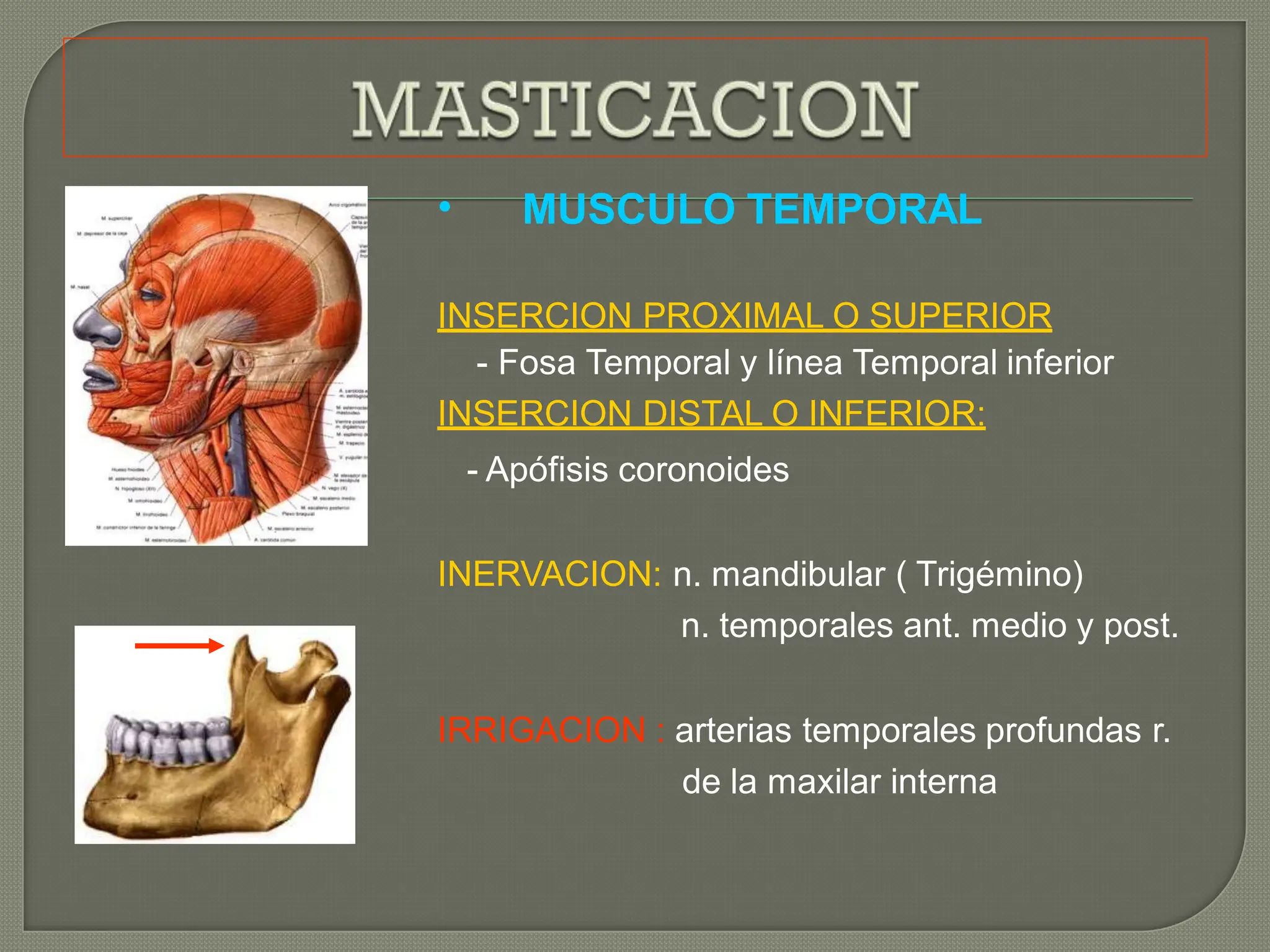 2da sesión - Musculos de la masticacion.pdf