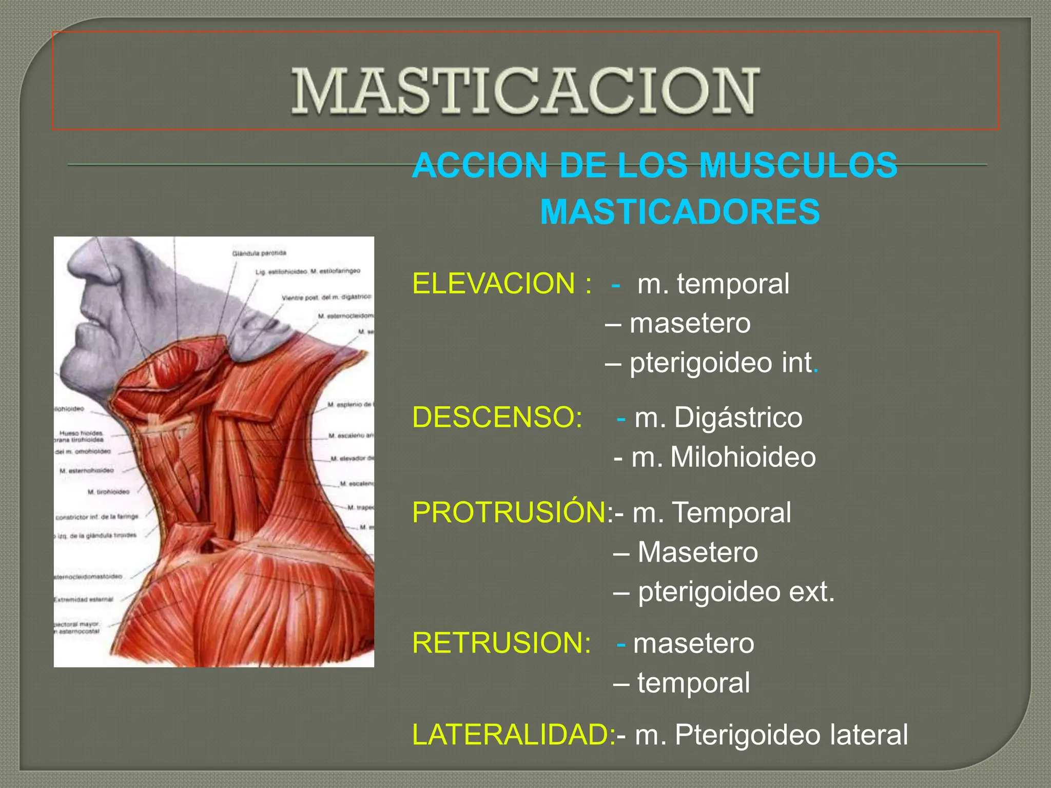 2da sesión - Musculos de la masticacion.pdf