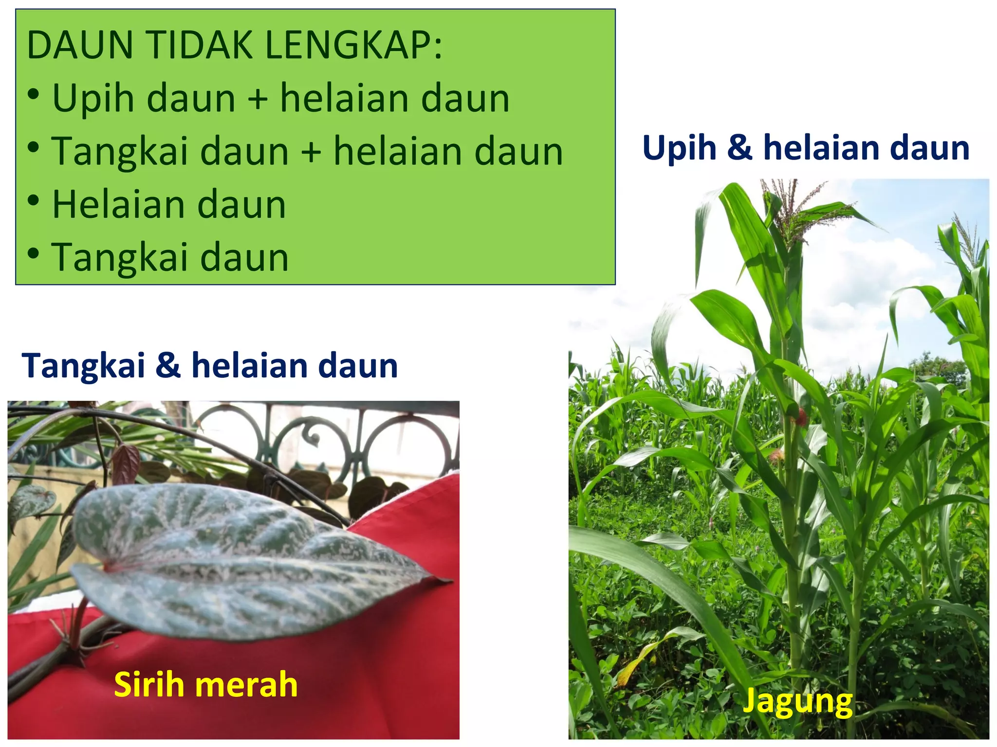 Botani 2 Daun Tunggal | PPT