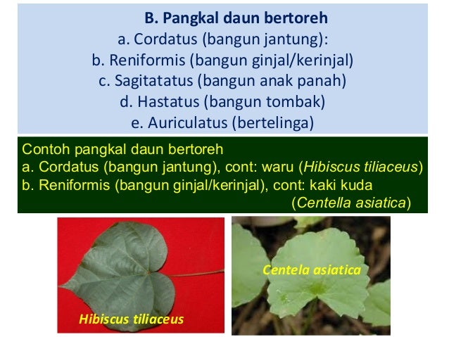 Botani 2 Daun Tunggal