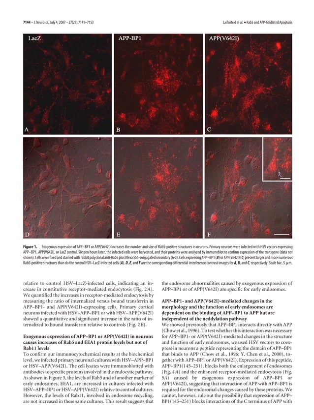Rab5 Mediates an Amyloid Precursor Protein Signaling Pathway That Leads ...