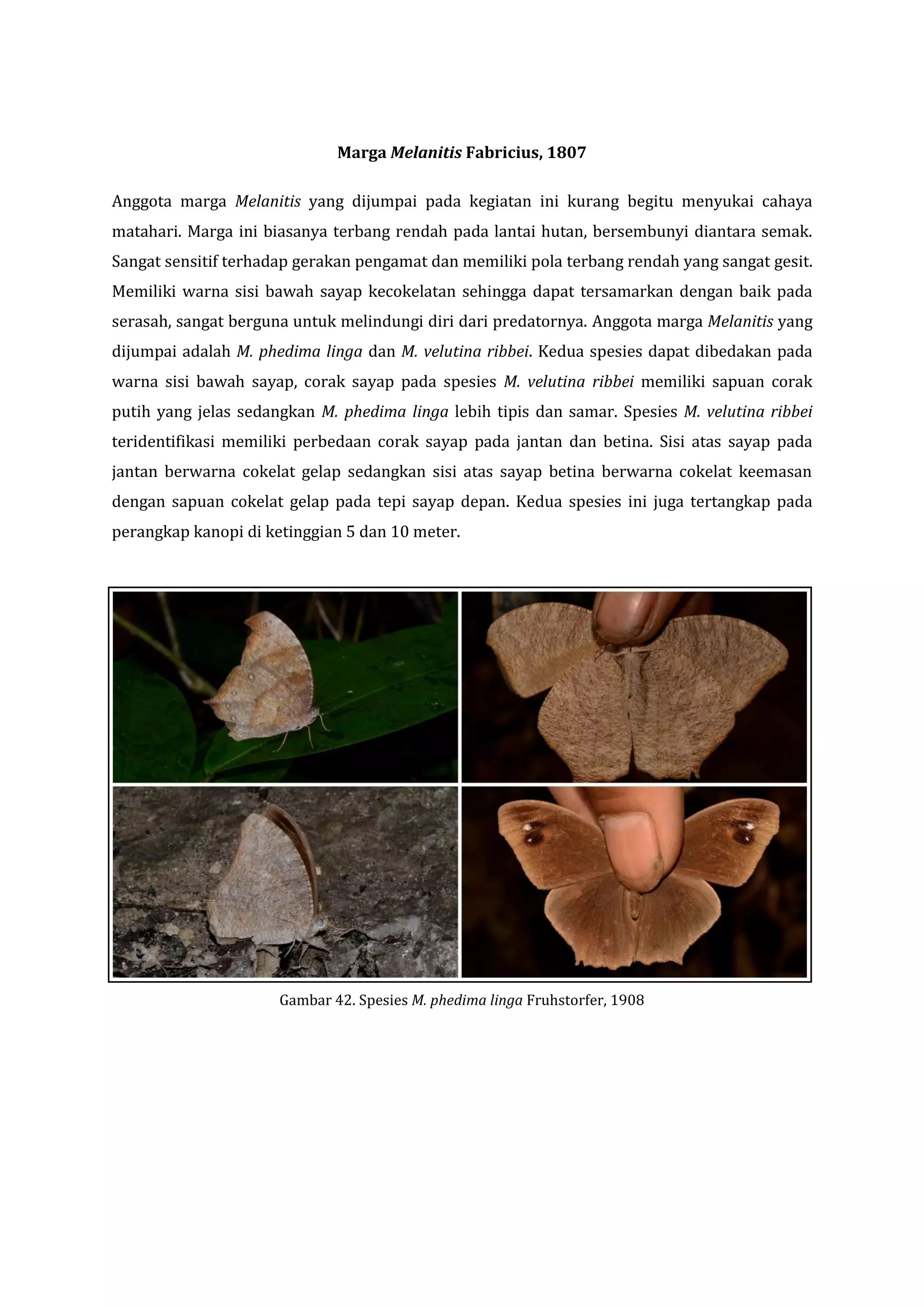 Laporan keg - Kupu-kupu di Buton | PDF