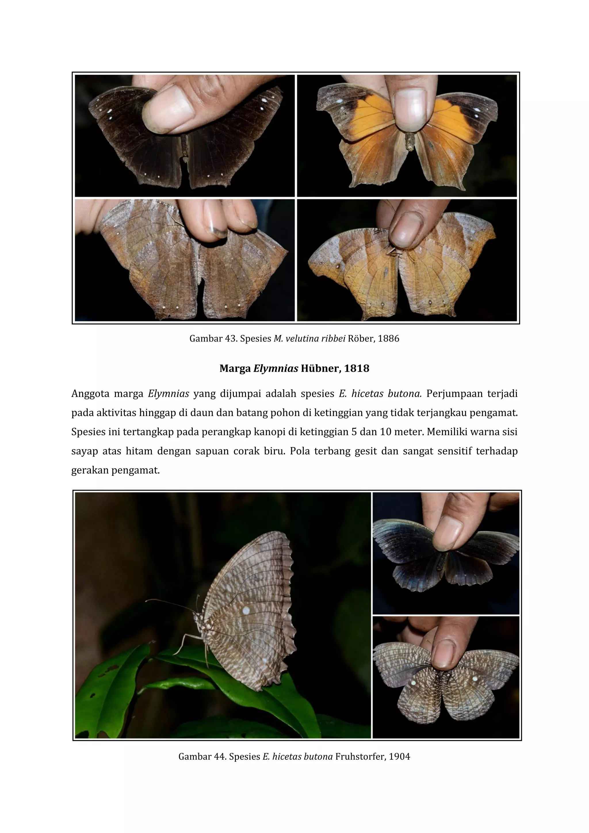 Laporan keg - Kupu-kupu di Buton | PDF