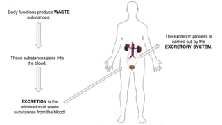 Excretory system blog | PPT