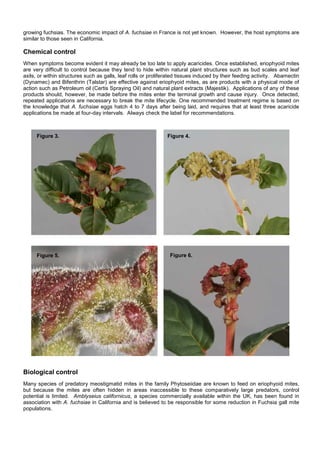 54-Fuchsia Gall Mite Updated 2008 | PDF