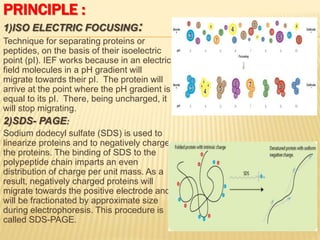 2D ELECTROPHORESIS.pptx