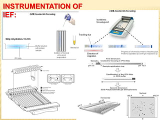 2D ELECTROPHORESIS.pptx