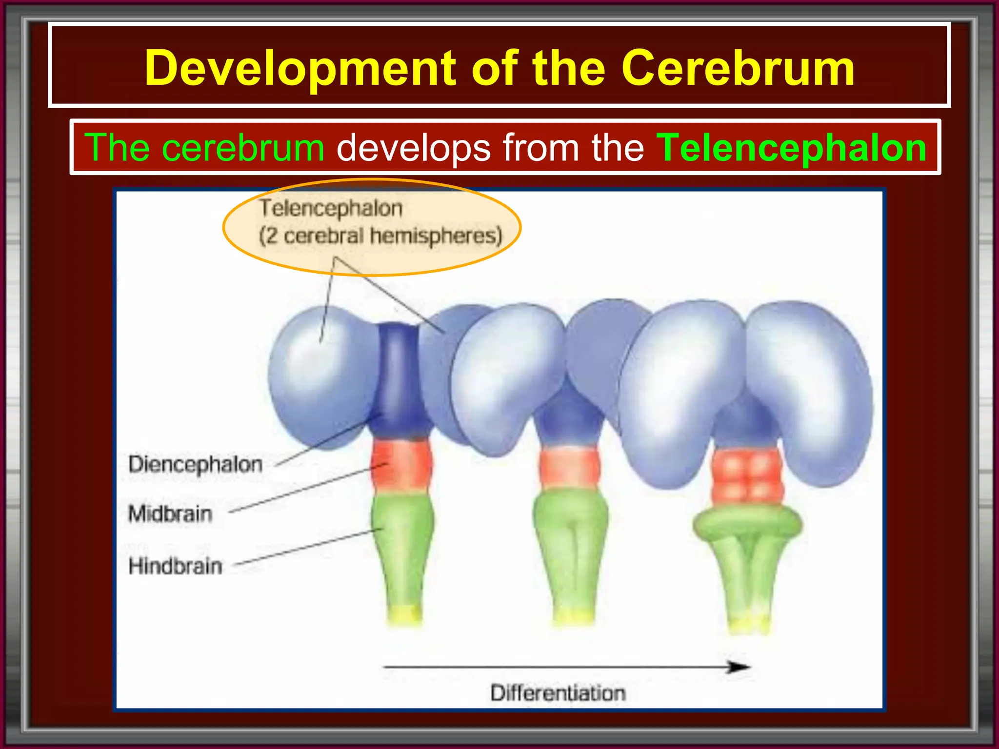2) Development of cerebrum & cerebellum.Final-2016.pdf