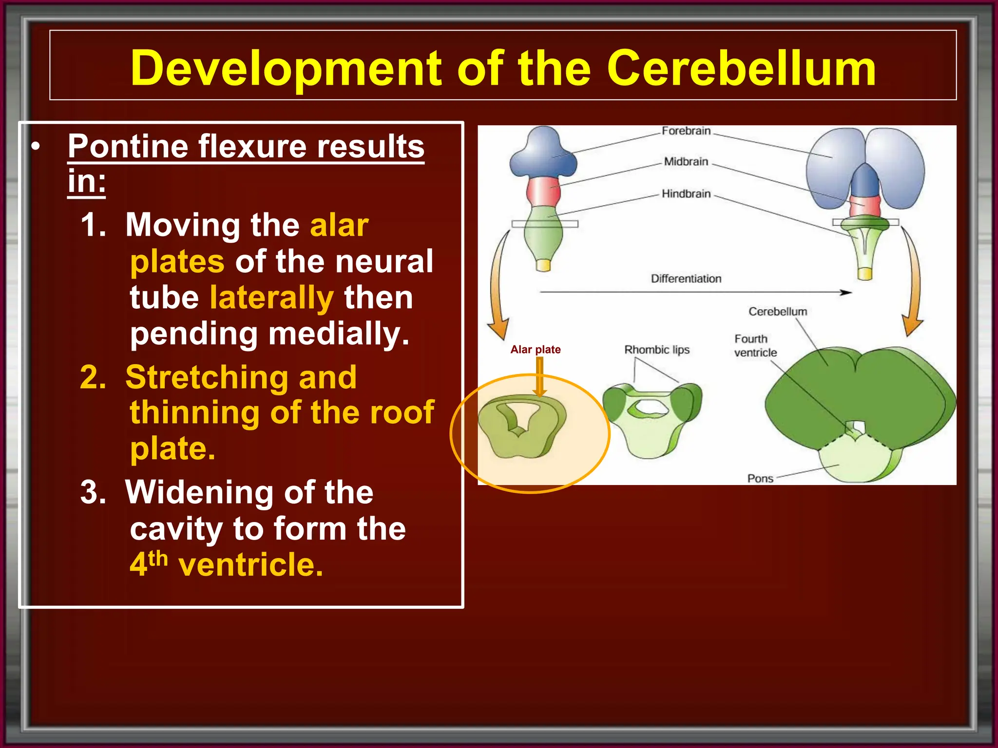 2) Development of cerebrum & cerebellum.Final-2016.pdf