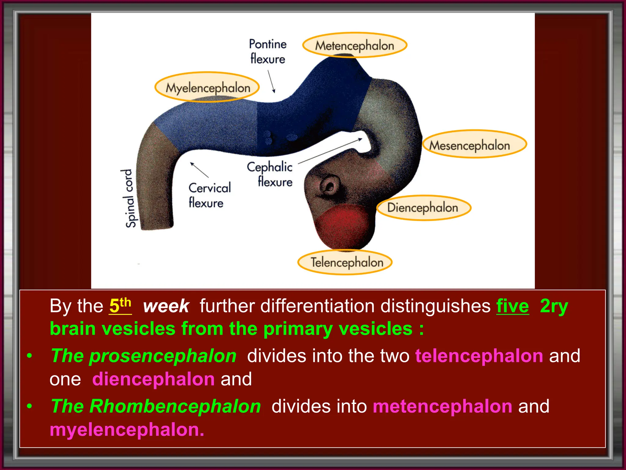 2) Development of cerebrum & cerebellum.Final-2016.pdf
