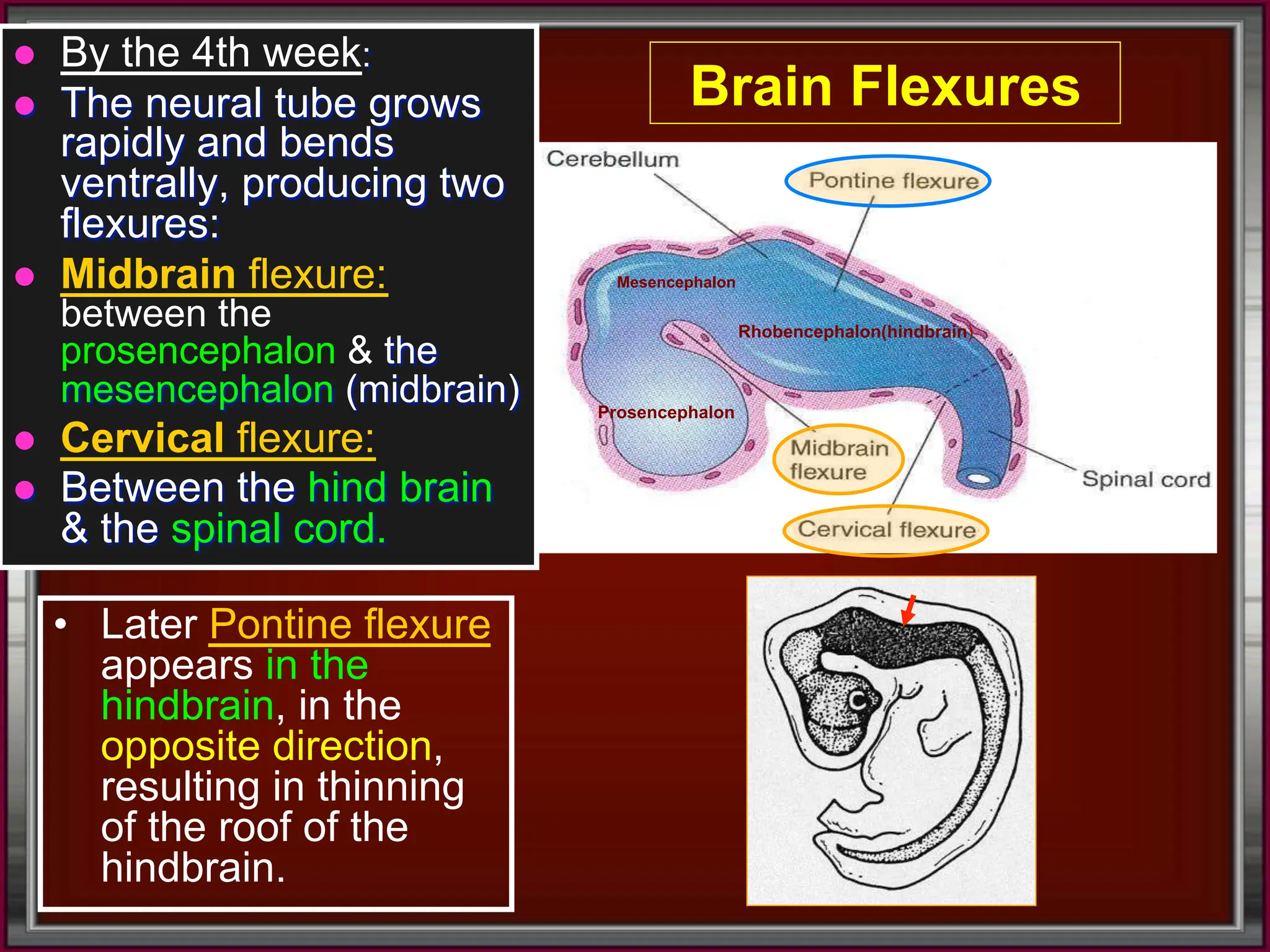 2) Development of cerebrum & cerebellum.Final-2016.pdf