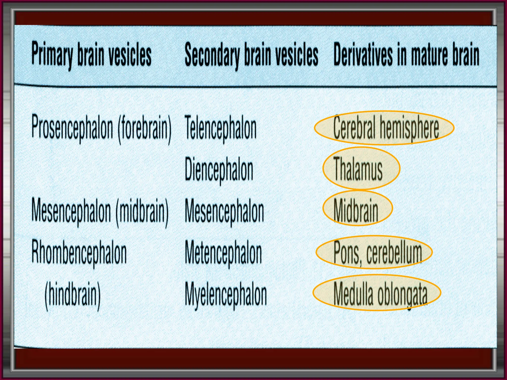 2) Development of cerebrum & cerebellum.Final-2016.pdf