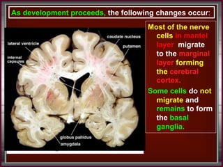 2) Development of cerebrum & cerebellum.Final-2016.pdf