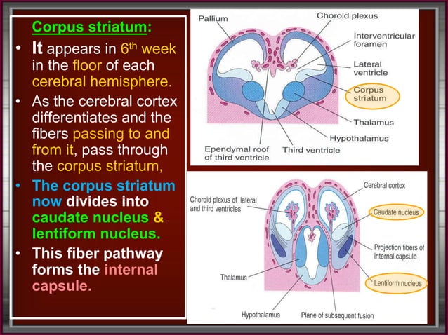 2) Development of cerebrum & cerebellum.Final-2016.pdf