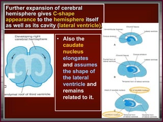 2) Development of cerebrum & cerebellum.Final-2016.pdf