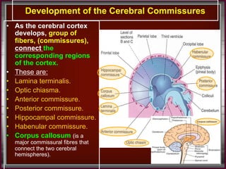 2) Development of cerebrum & cerebellum.Final-2016.pdf