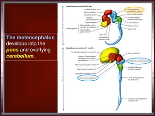 2) Development of cerebrum & cerebellum.Final-2016.pdf