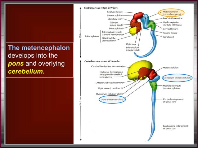 2) Development of cerebrum & cerebellum.Final-2016.pdf