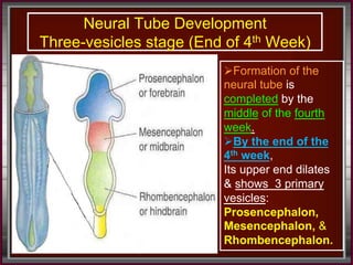 2) Development of cerebrum & cerebellum.Final-2016.pdf