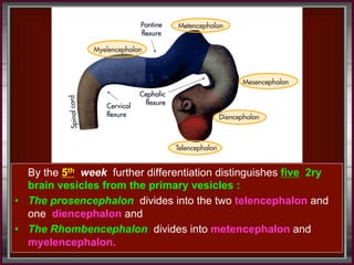 2) Development of cerebrum & cerebellum.Final-2016.pdf