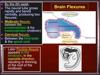 2) Development of cerebrum & cerebellum.Final-2016.pdf