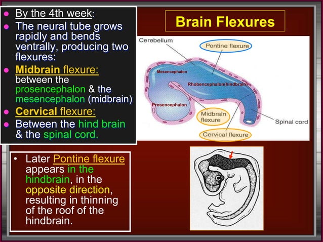 2) Development of cerebrum & cerebellum.Final-2016.pdf