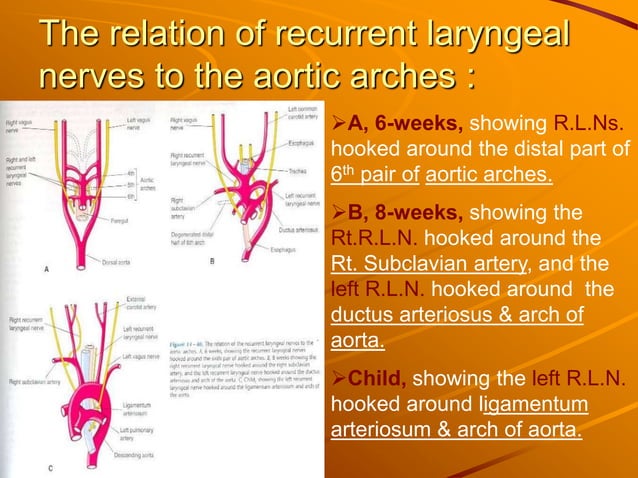 2Development_of_the_Heart_المحاضرة_التانية.ppt