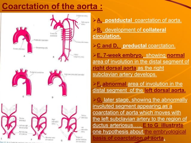 2Development_of_the_Heart_المحاضرة_التانية.ppt