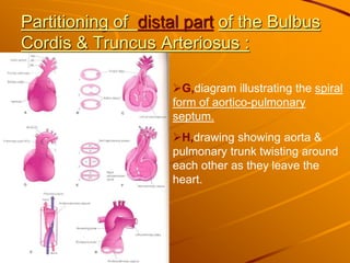 2Development_of_the_Heart_المحاضرة_التانية.ppt