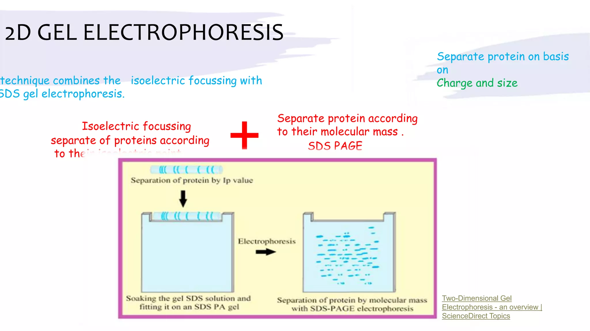2d gel electrophorosis | PPTX