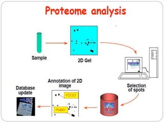 2 d gel analysis | PPTX