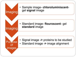 2 d gel analysis | PPT