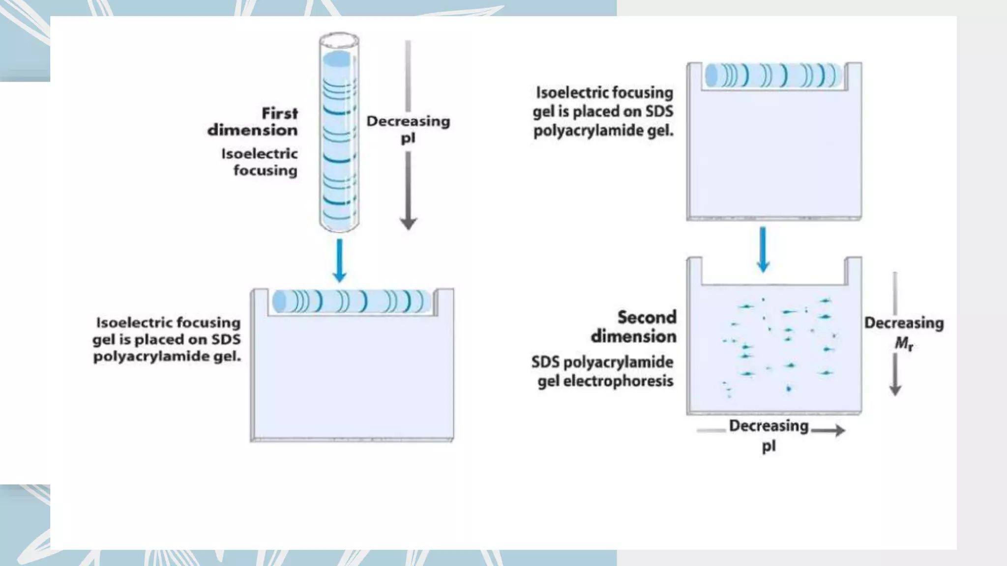 2D Gel Electrophoresis | PPTX