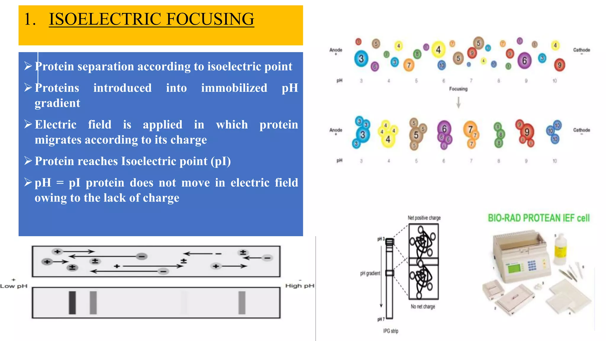 2D Gel Electrophoresis | PPTX