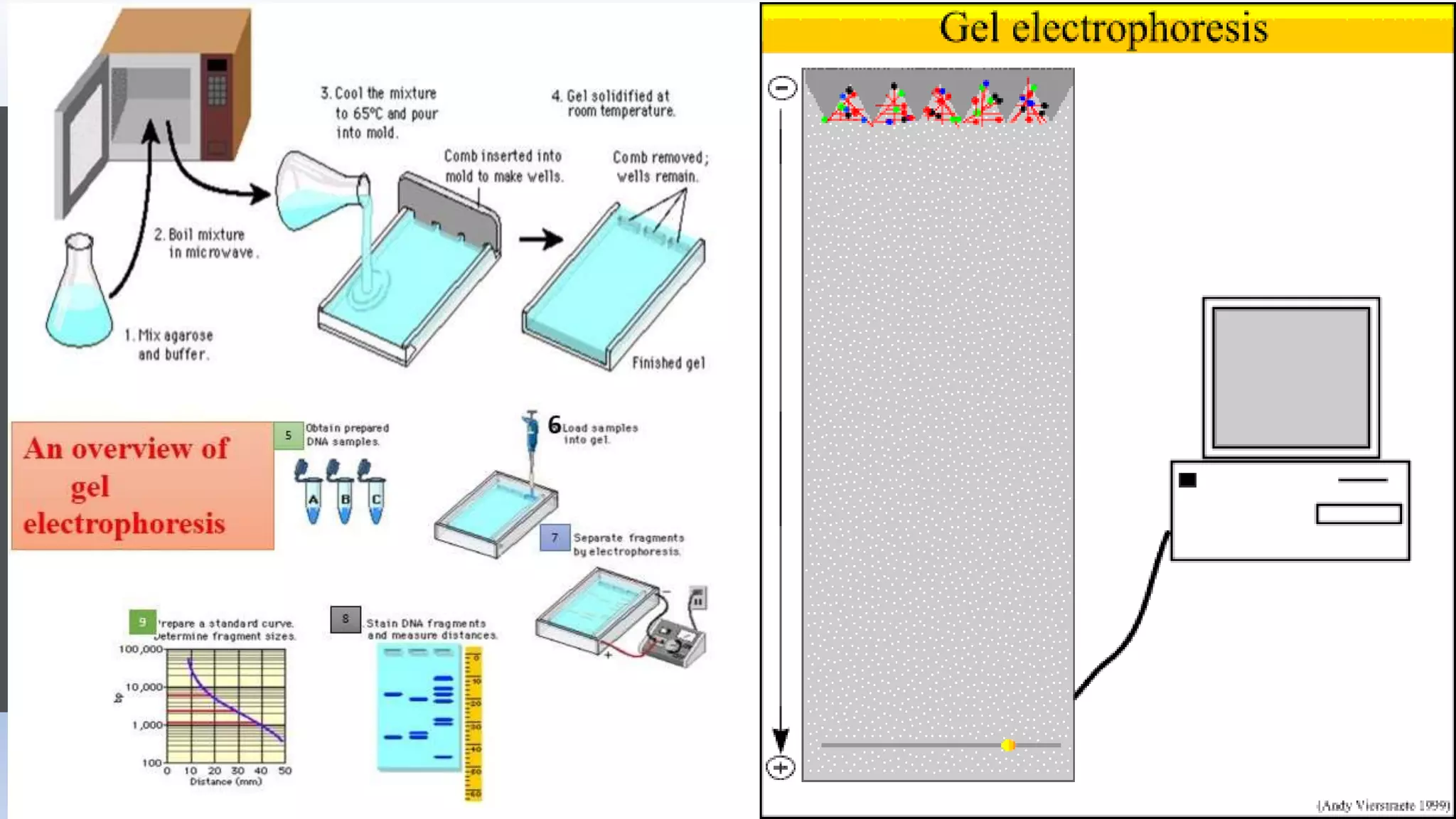 2D Gel Electrophoresis | PPTX
