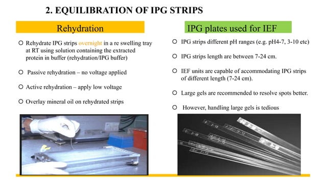 2D Gel Electrophoresis | PPTX | Chemistry | Science