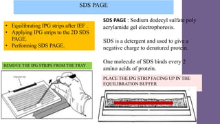 2D Gel Electrophoresis | PPTX