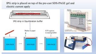 2D Gel Electrophoresis | PPTX