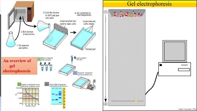 2D Gel Electrophoresis | PPTX | Chemistry | Science