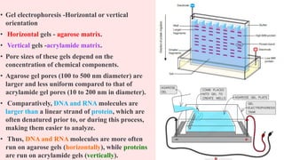 2D Gel Electrophoresis | PPTX