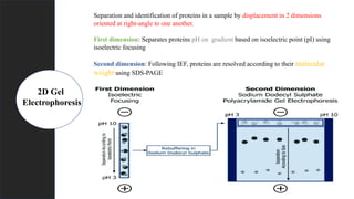 2D Gel Electrophoresis | PPTX