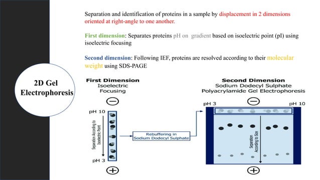 2D Gel Electrophoresis | PPTX | Chemistry | Science