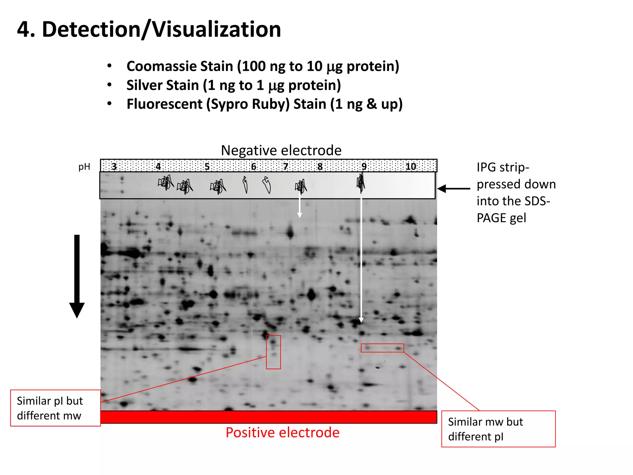 2 d gel electrophoresis | PPTX