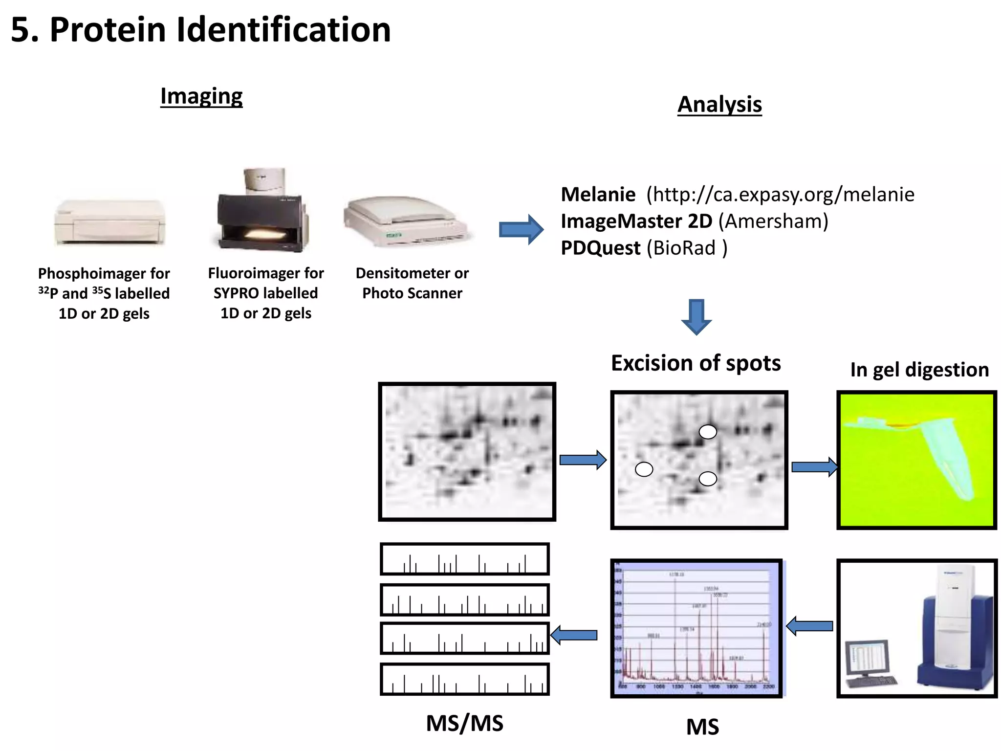2 d gel electrophoresis | PPTX